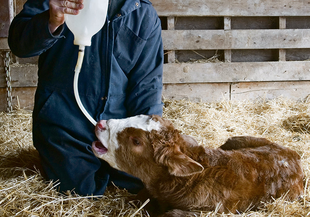 Colostrum: Understanding Nature's First Food - An Investigative Look ...